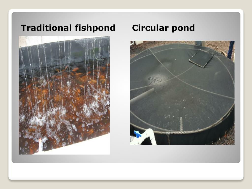 PPT - Sustainable Aquaponics: Urban Farming for Future Generations ...