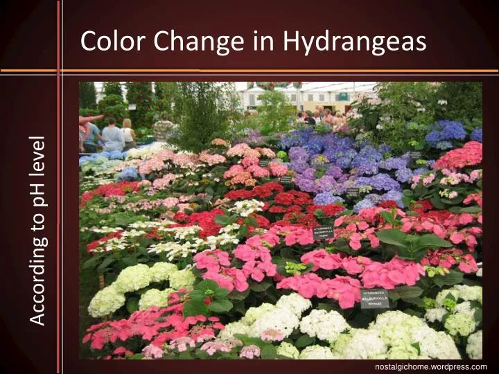PPT - Color Change in Hydrangeas PowerPoint Presentation, free download - ID:1560166