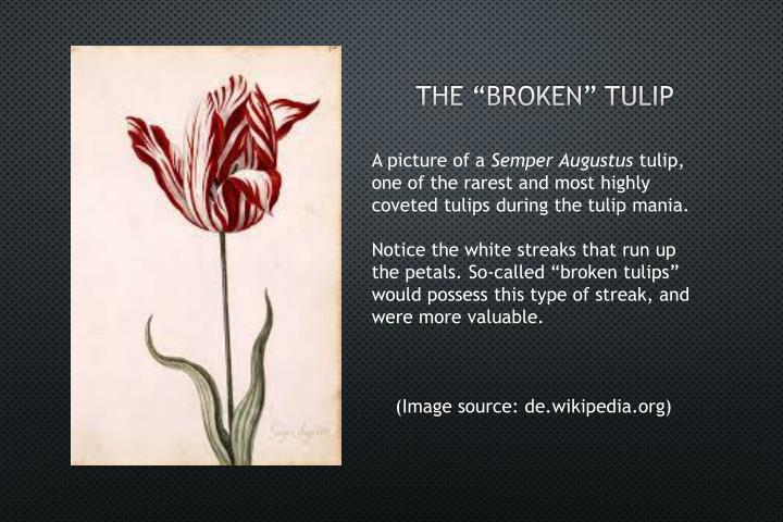 PPT - The Dutch Tulip Mania PowerPoint Presentation - ID:1560208