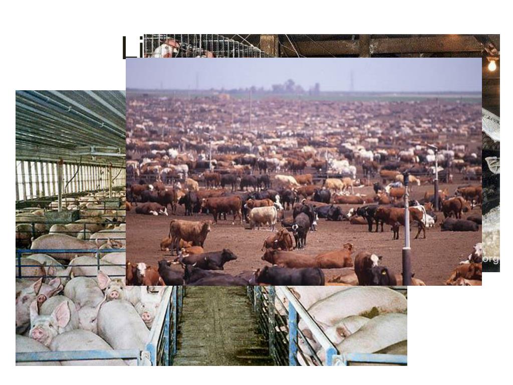 PPT - Commercial Agriculture Regions and Fishing PowerPoint ...