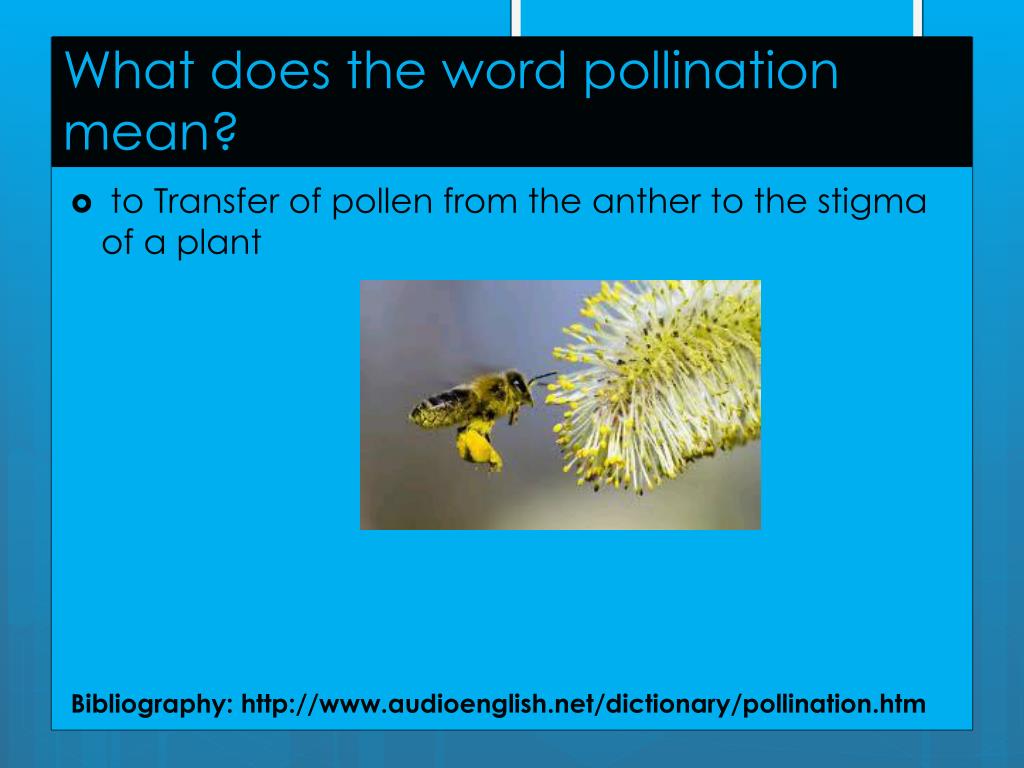 PPT - Plant power By Lana white PowerPoint Presentation, free download ...