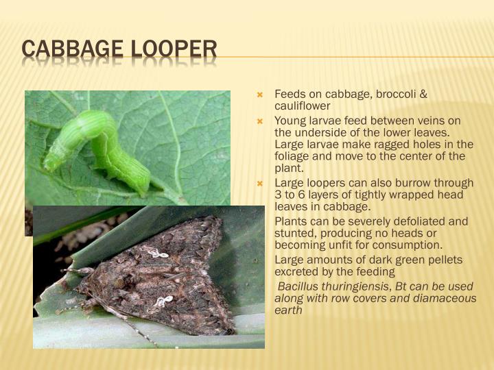 PPT - Pests and diseases PowerPoint Presentation - ID:1560421