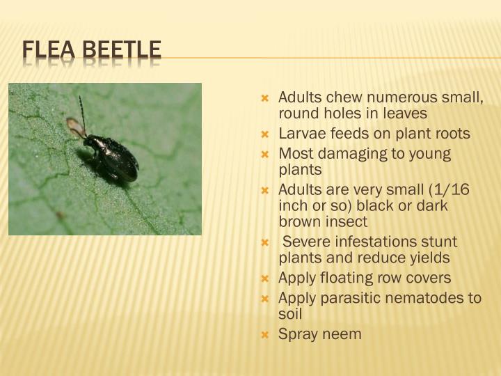 PPT - Pests and diseases PowerPoint Presentation - ID:1560421