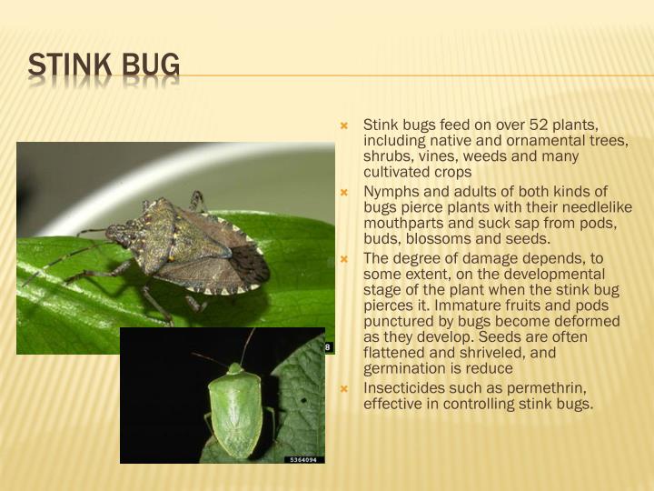 PPT - Pests and diseases PowerPoint Presentation - ID:1560421