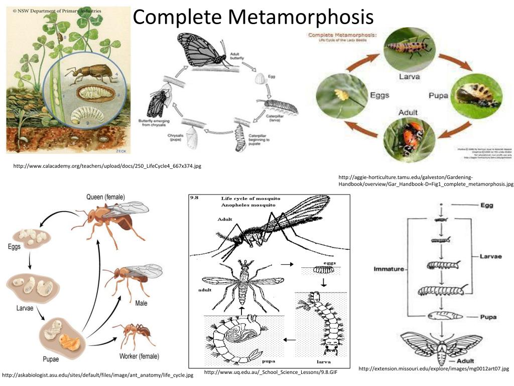 PPT - http:// askabiologist.asu.edu /sites/default/files/image/ ant ...