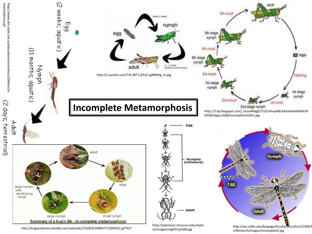 PPT - http:// askabiologist.asu.edu /sites/default/files/image/ ant ...