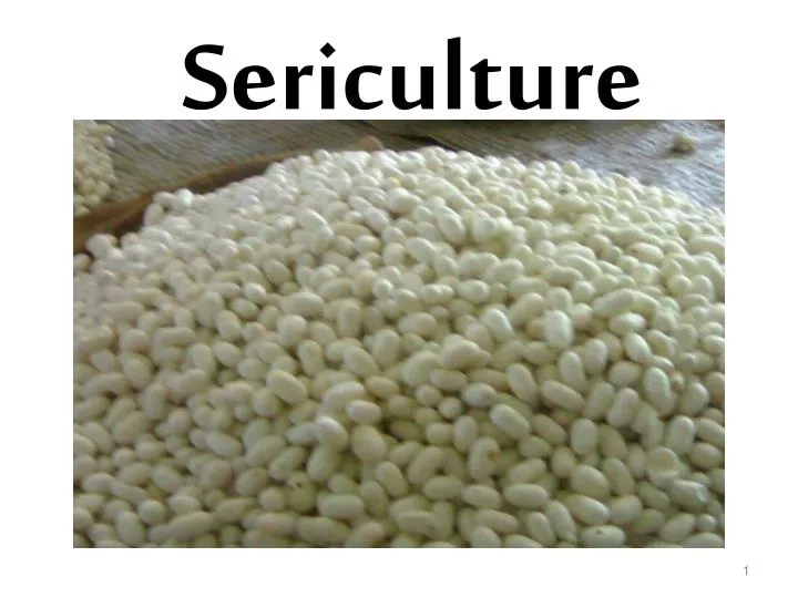 PPT - Sericulture PowerPoint Presentation, free download - ID:1560638