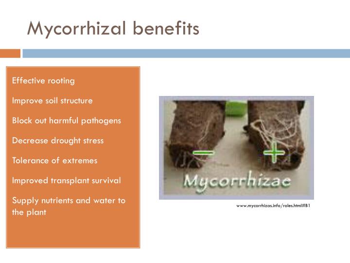 PPT - Mycorrhizae PowerPoint Presentation - ID:1560652