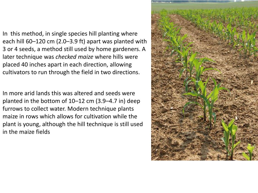 PPT - Morphology,Cultivation ,Area of cultivation&High yielding ...