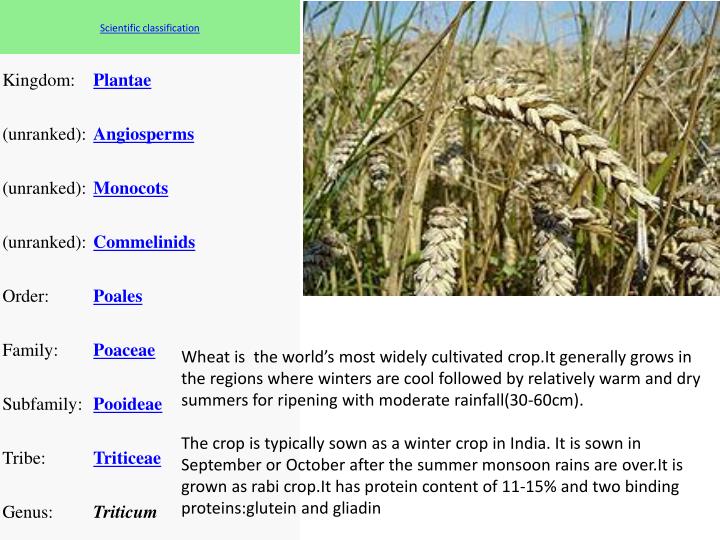 PPT - Morphology,Cultivation ,Area of cultivation&High yielding ...