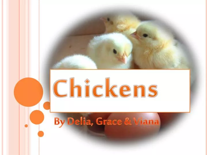 PPT - Chickens PowerPoint Presentation, free download - ID:1560789