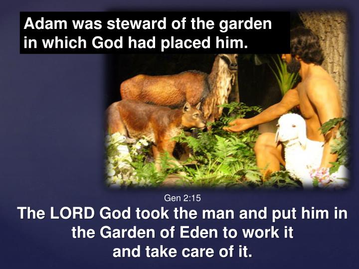 PPT - STEWARDSHIP: The creation Mandate PowerPoint Presentation - ID ...