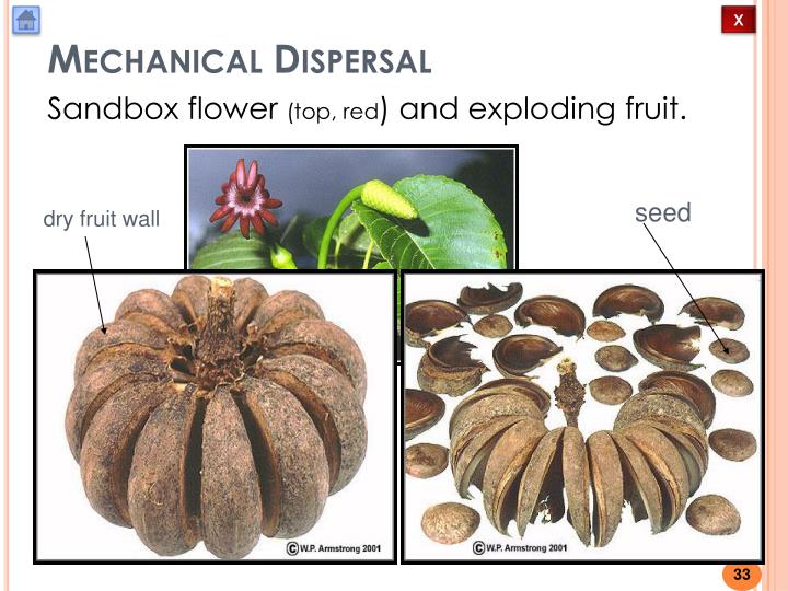 PPT - Fruit and Seed Dispersal PowerPoint Presentation - ID:1561303