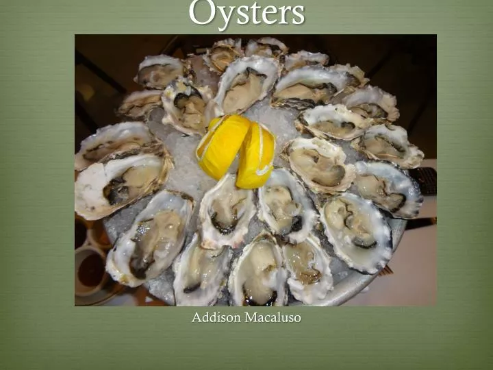 PPT - Oysters PowerPoint Presentation, free download - ID:1561491