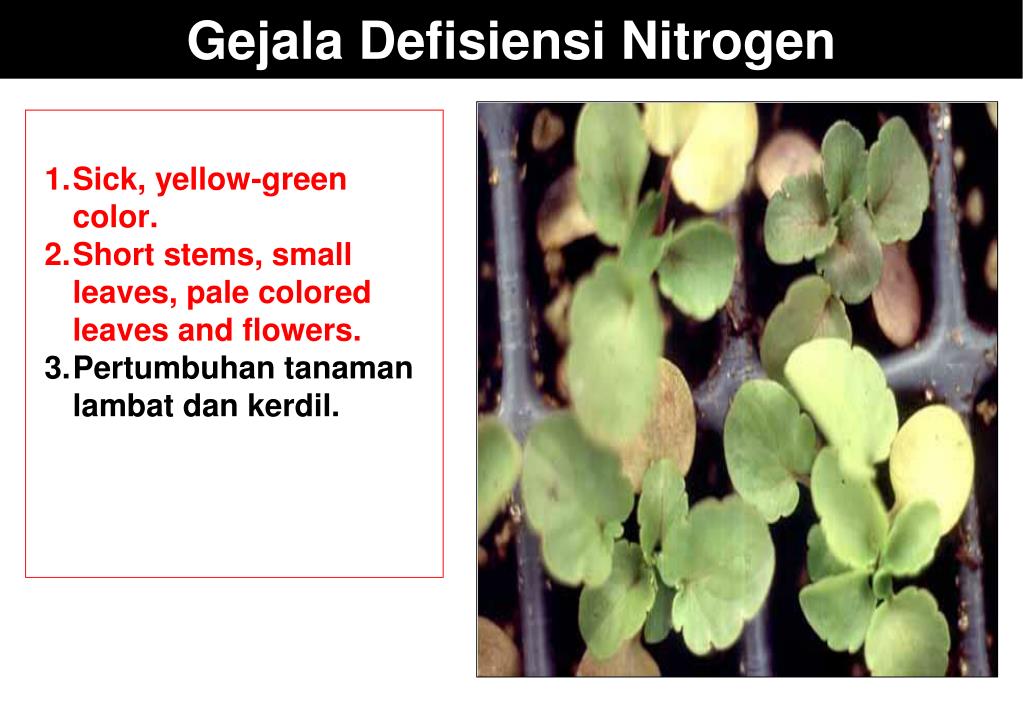 PPT - MANAJEMEN UNSUR HARA PUPUK BAGI TANAH-TANAMAN PowerPoint ...