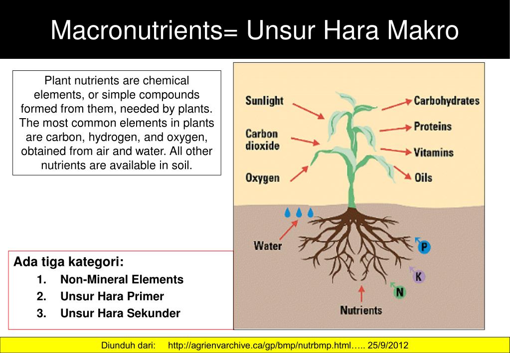 PPT - MANAJEMEN UNSUR HARA PUPUK BAGI TANAH-TANAMAN PowerPoint ...