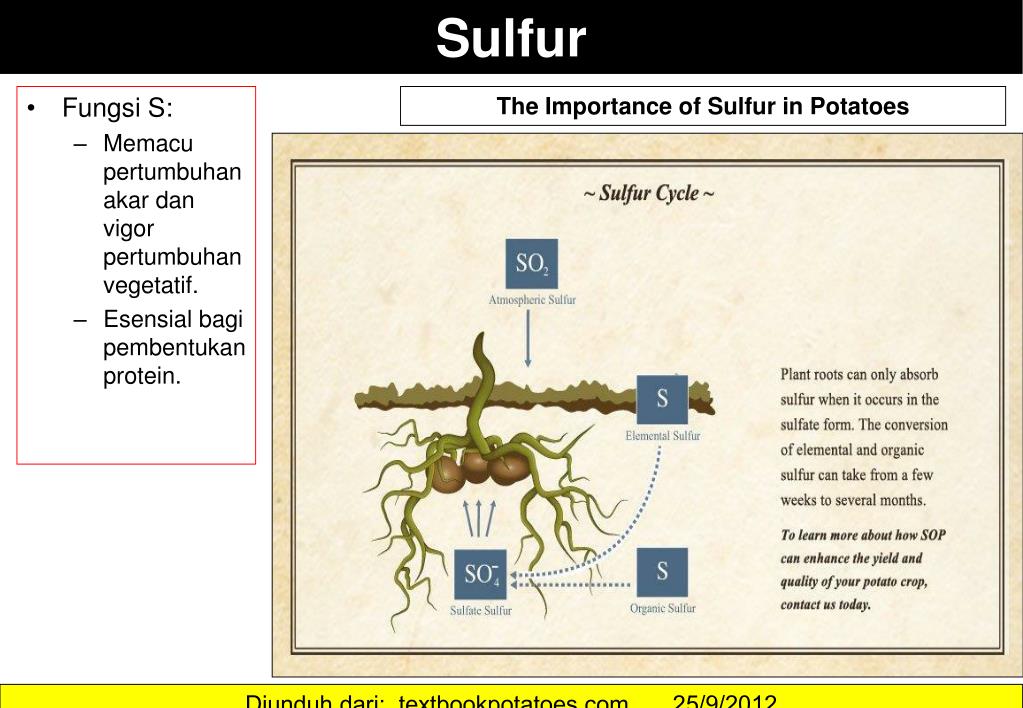 PPT - MANAJEMEN UNSUR HARA PUPUK BAGI TANAH-TANAMAN PowerPoint ...