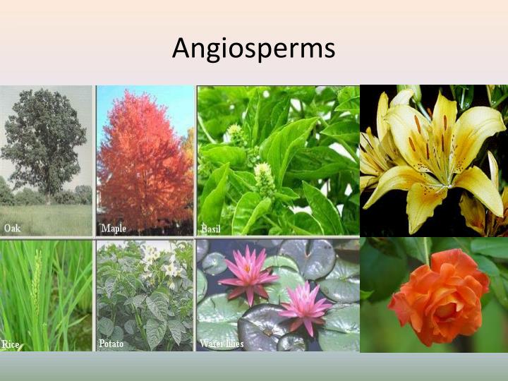 PPT - Kingdom Plantae PowerPoint Presentation - ID:1561714