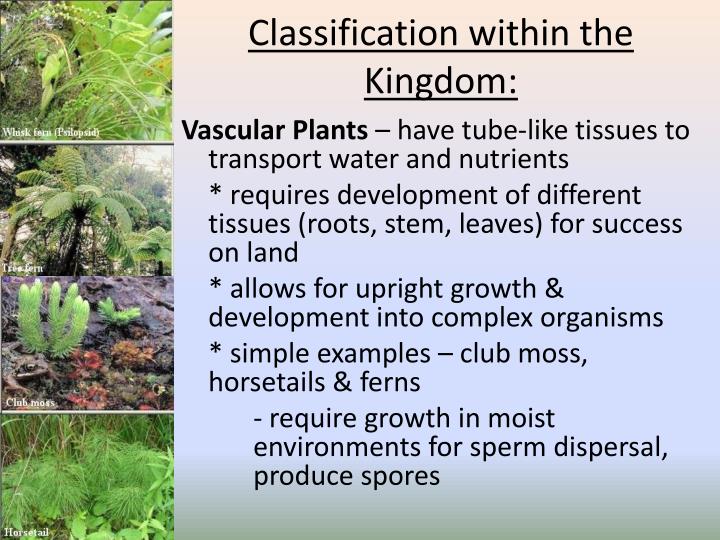 PPT - Kingdom Plantae PowerPoint Presentation - ID:1561714