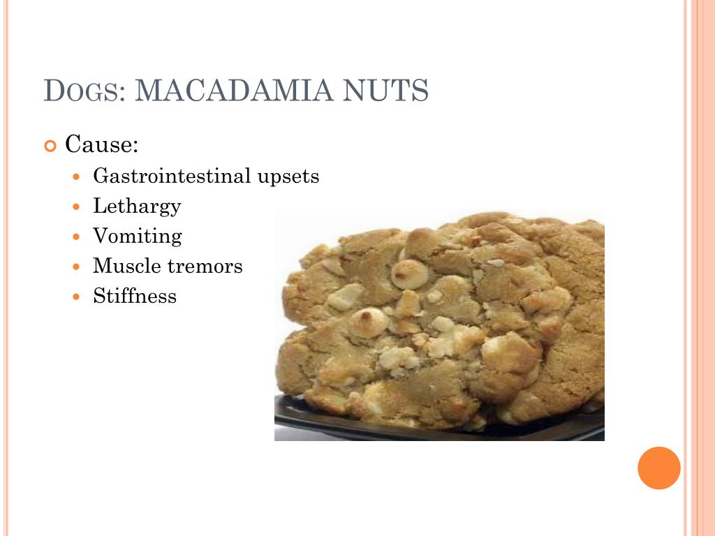 PPT - Dangerous Foods for your Dog and Cat PowerPoint Presentation ...