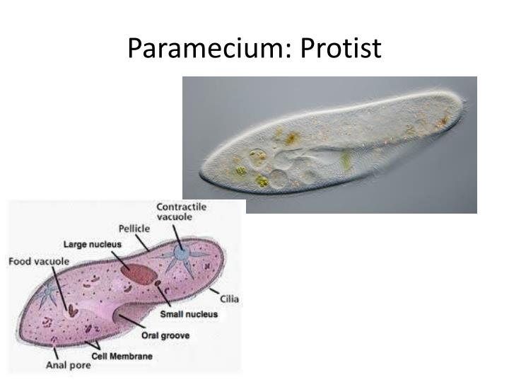 Protista Paramecium