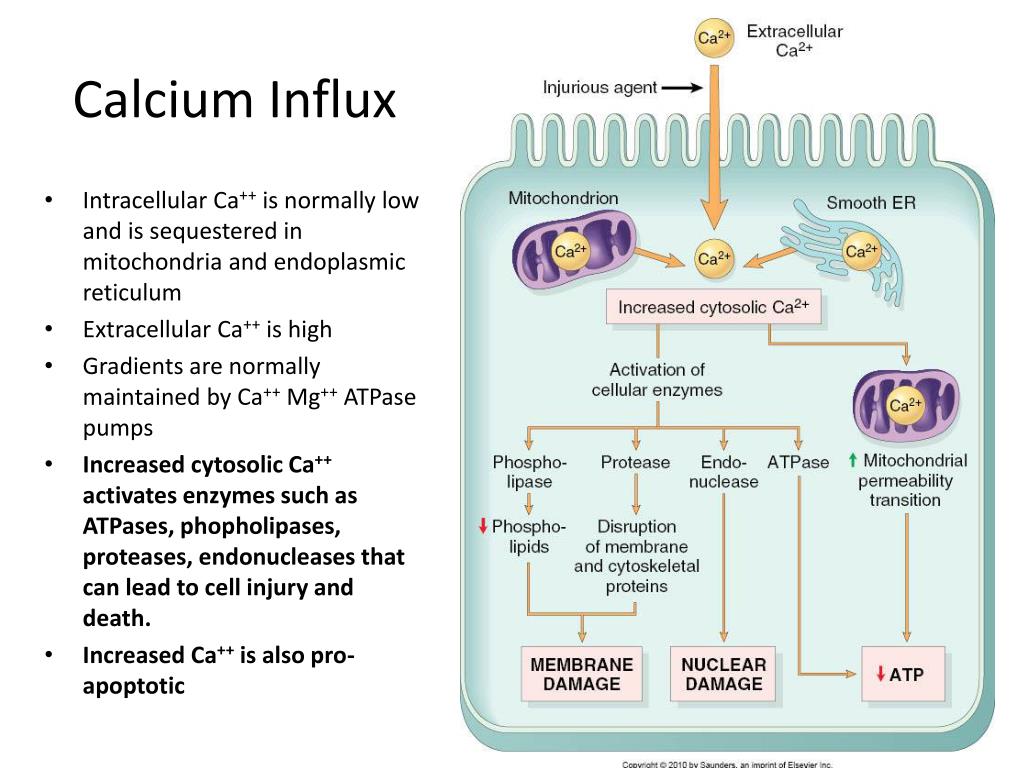 PPT - Cell Injury, Death, Inflammation, and Repair PowerPoint ...