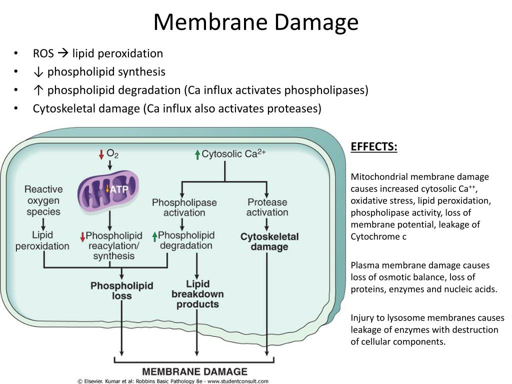 PPT - Cell Injury, Death, Inflammation, and Repair PowerPoint ...