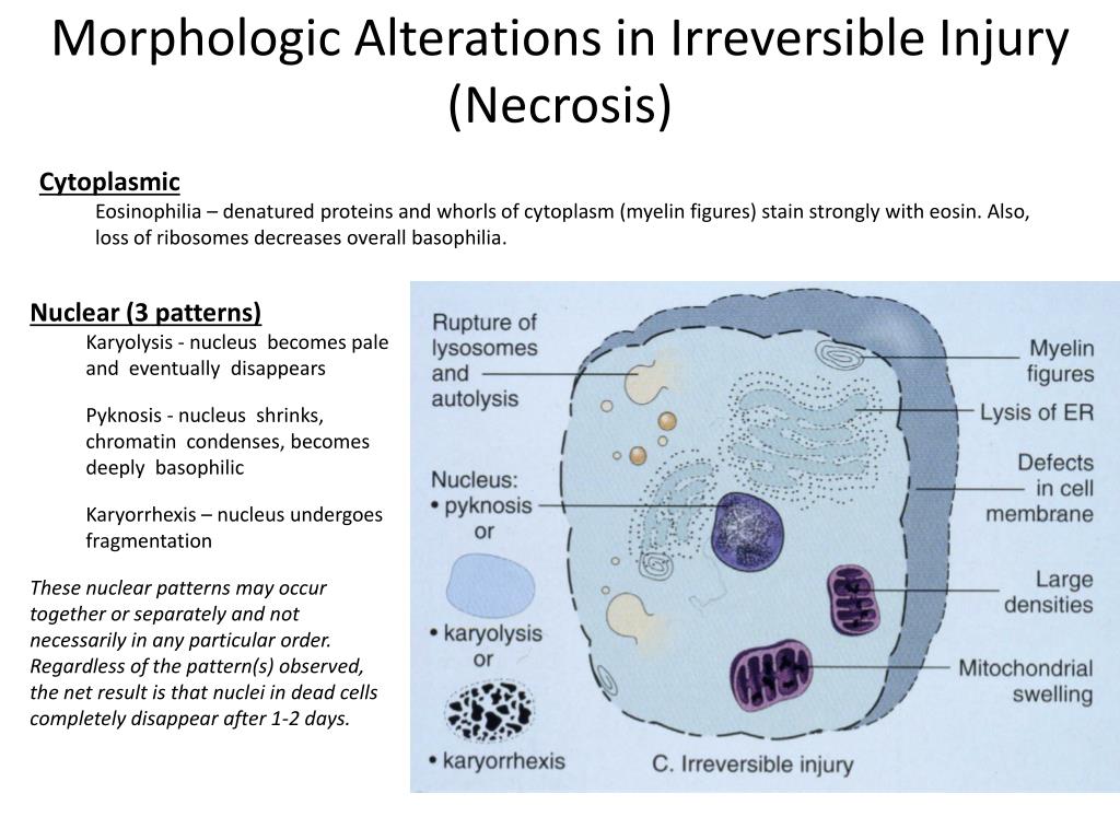 PPT - Cell Injury, Death, Inflammation, and Repair PowerPoint ...