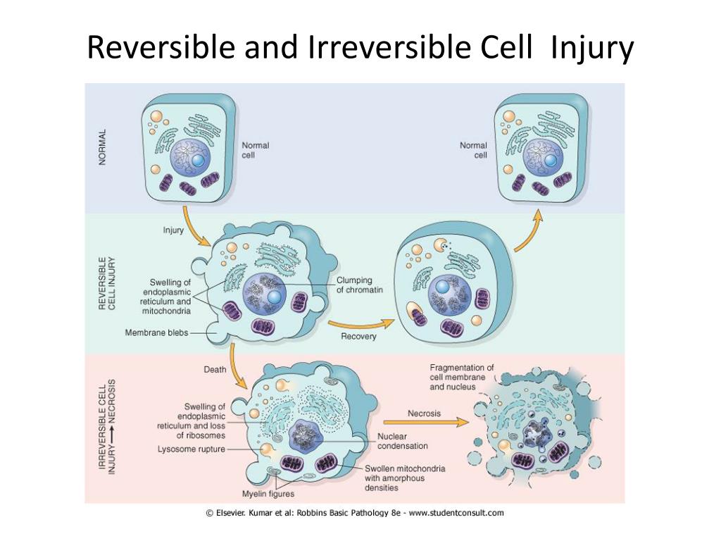 PPT - Cell Injury, Death, Inflammation, and Repair PowerPoint ...