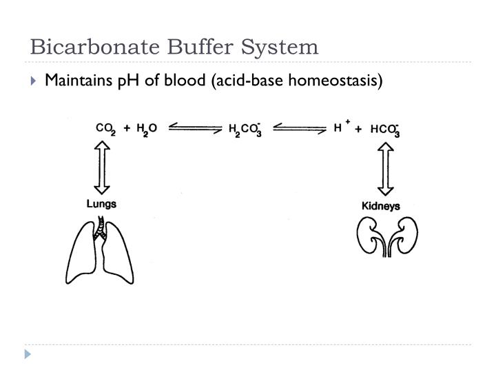 PPT - Homeostasis PowerPoint Presentation - ID:1562690