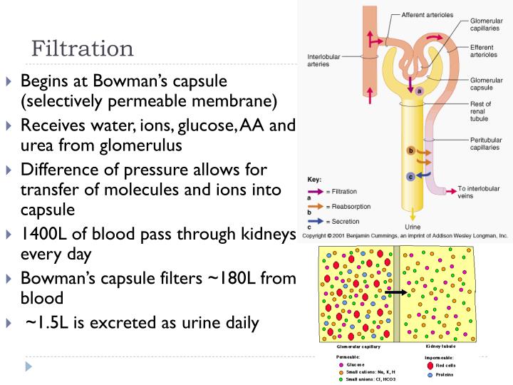 PPT - Homeostasis PowerPoint Presentation - ID:1562690