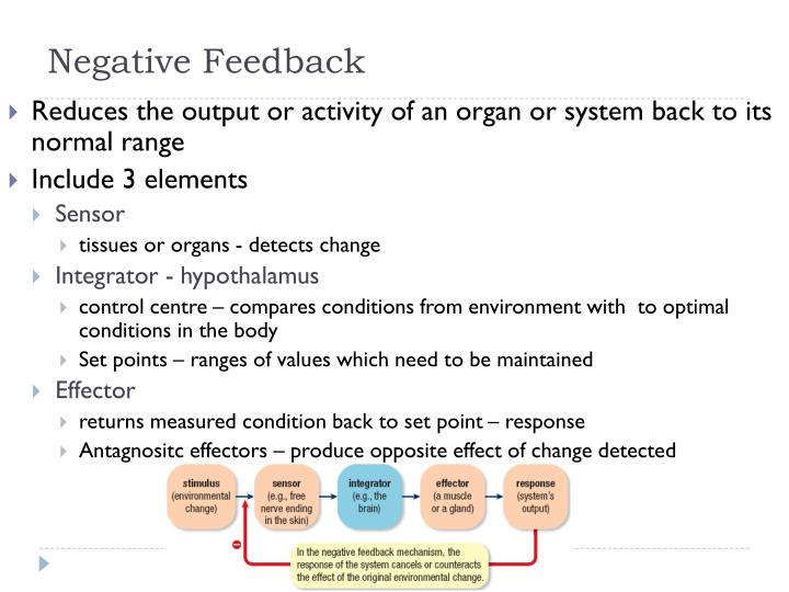 PPT - Homeostasis PowerPoint Presentation - ID:1562690