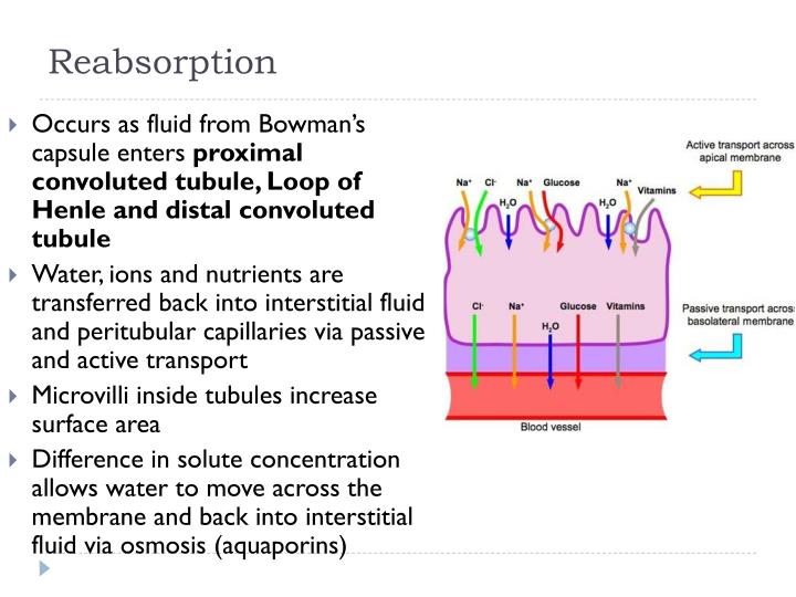 PPT - Homeostasis PowerPoint Presentation - ID:1562690