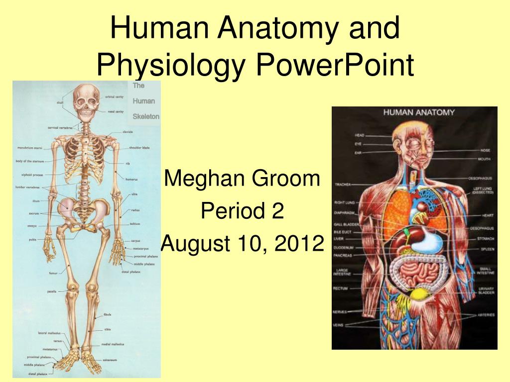 Ppt Human Anatomy And Physiology Powerpoint Powerpoint Presentation