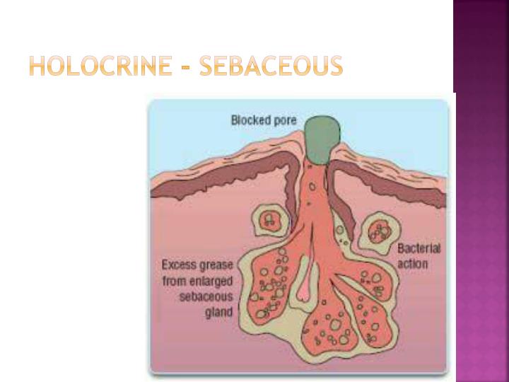 PPT - Chapter 5 - histology PowerPoint Presentation - ID:1562994