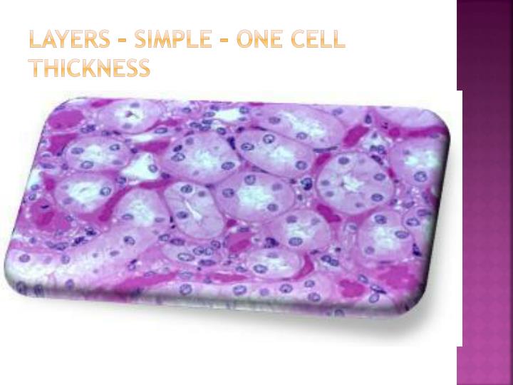PPT - Chapter 5 - histology PowerPoint Presentation - ID:1562994