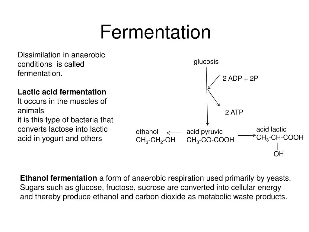 PPT - Fungi : heterotrophic , without chlorophyll nourishment are ...