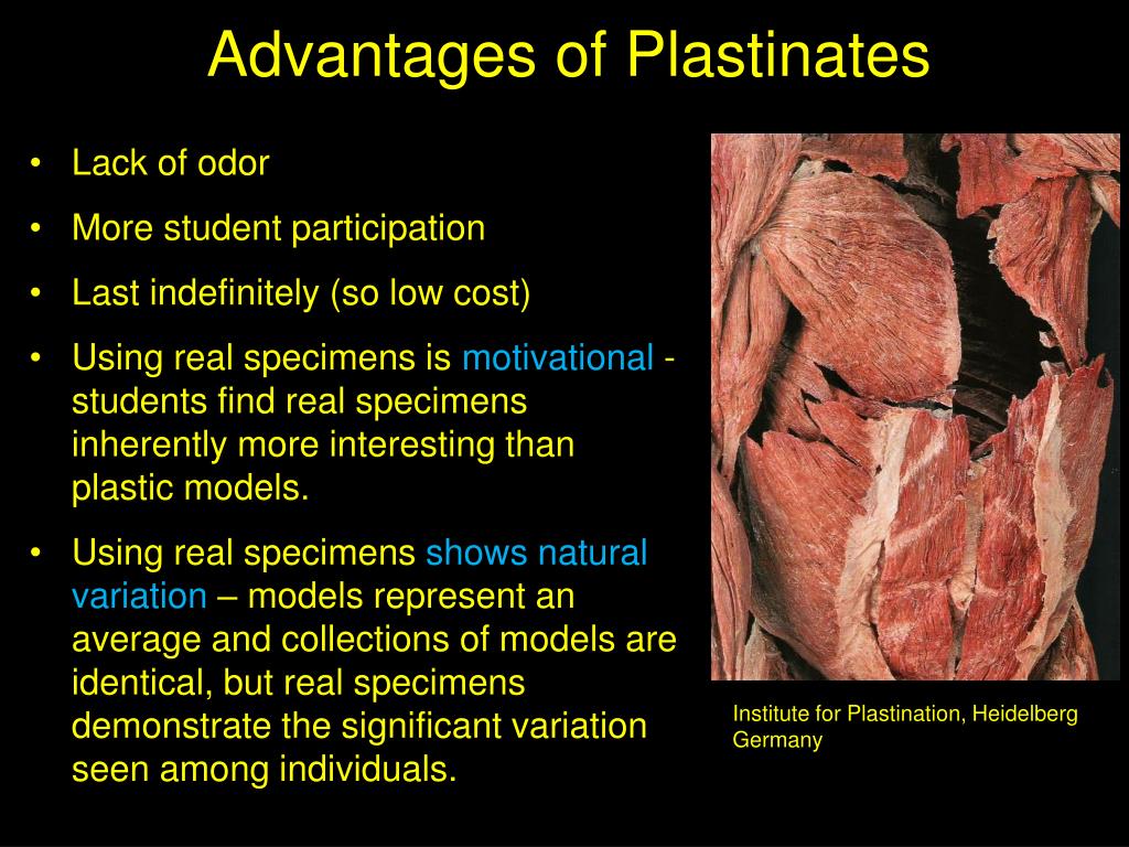 PPT - Use of Plastinated Human Cadavers in Anatomy & Physiology ...