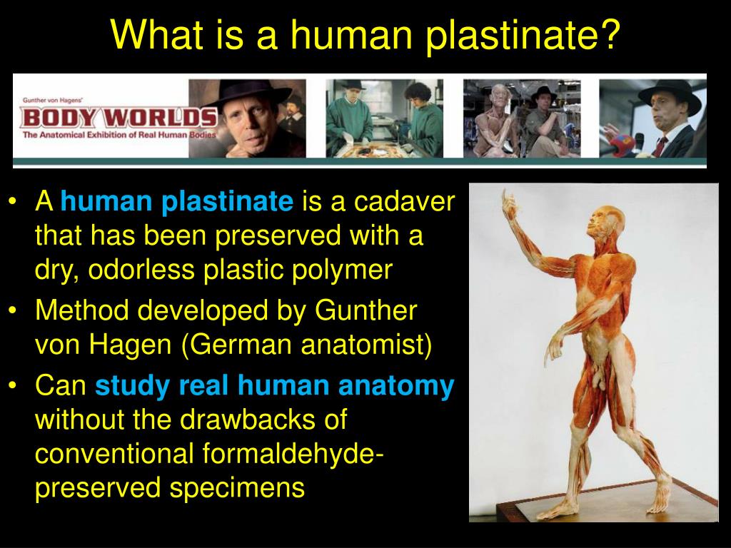 PPT - Use of Plastinated Human Cadavers in Anatomy & Physiology ...