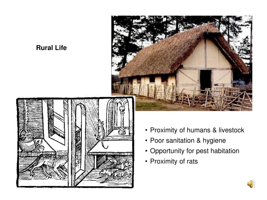 PPT - The Great Pestilence: Causes, coping with, and consequences of ...
