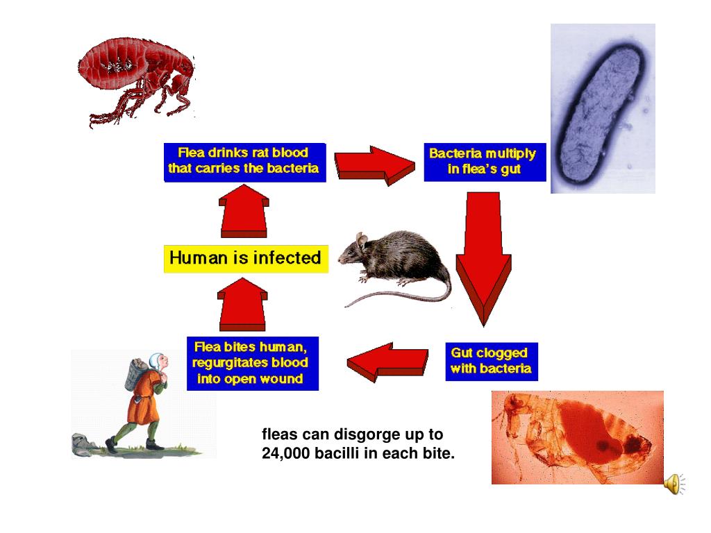PPT - The Great Pestilence: Causes, coping with, and consequences of ...
