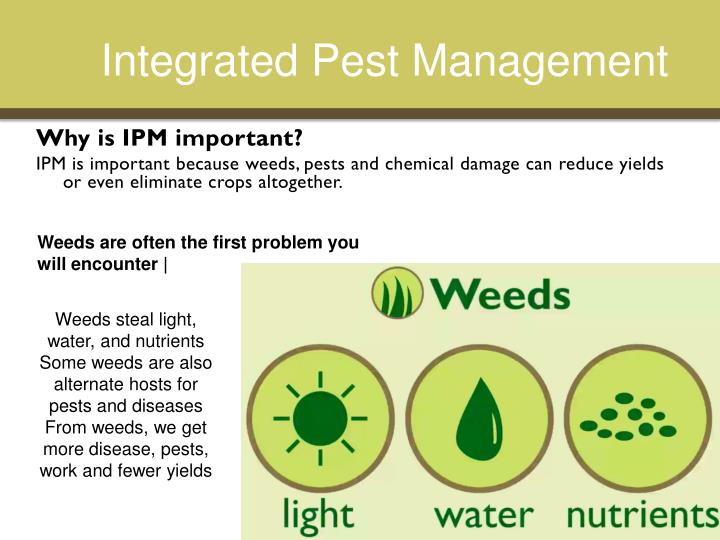 PPT - Integrated Pest Management PowerPoint Presentation - ID:1568325