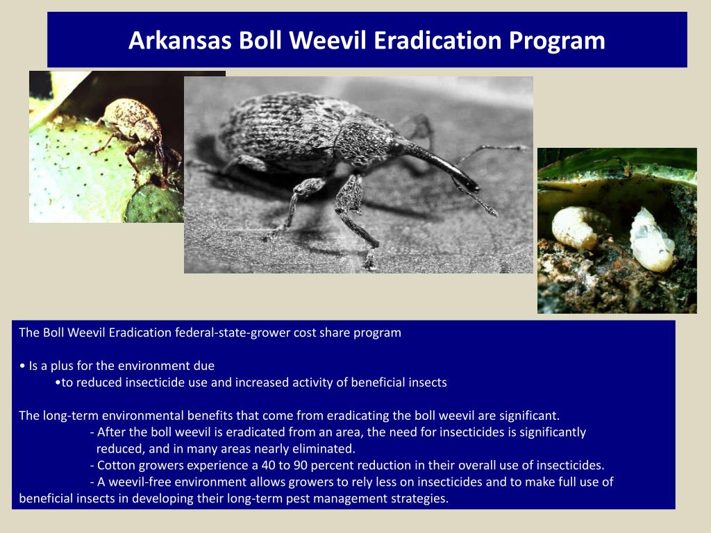 PPT - From Boll Weevil to Plant Bugs: A Review of the Major Cotton ...