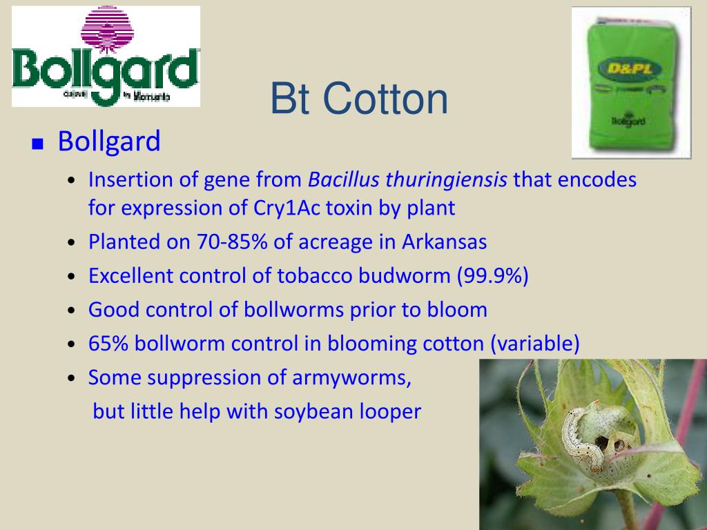 PPT - From Boll Weevil to Plant Bugs: A Review of the Major Cotton ...