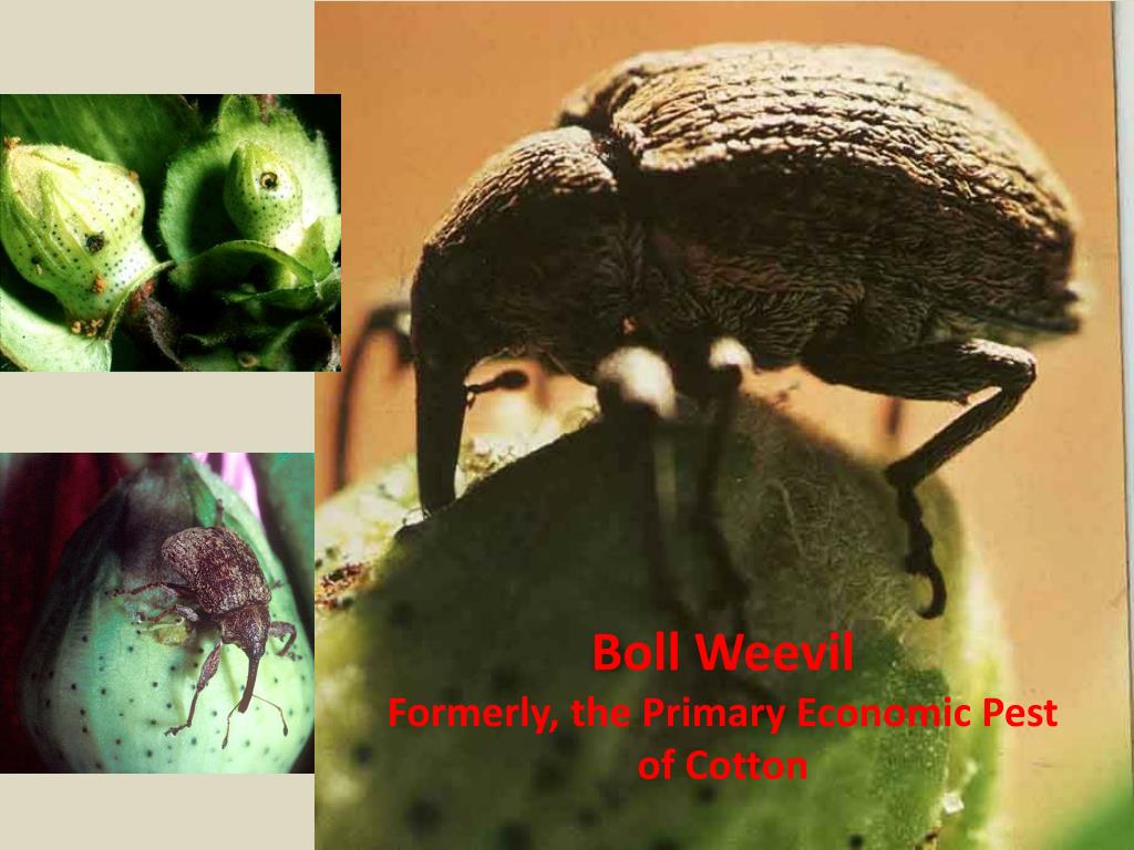 PPT - From Boll Weevil to Plant Bugs: A Review of the Major Cotton ...