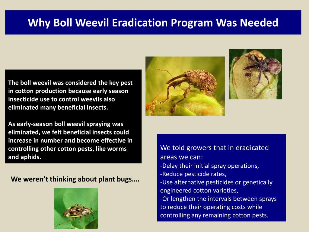PPT - From Boll Weevil to Plant Bugs: A Review of the Major Cotton ...