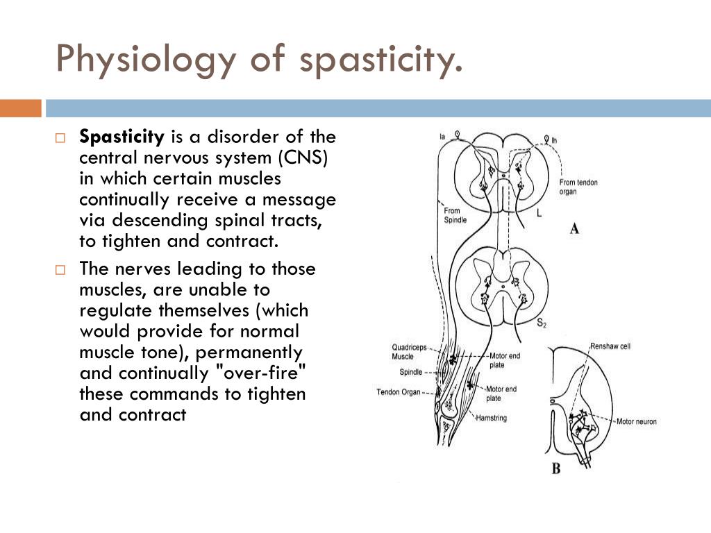PPT - Case Study of a Cerebral Palsy service user at Green lane ...