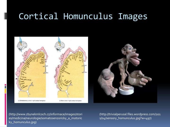 PPT - Introduction to the use of mirrors in rehabilitation PowerPoint ...