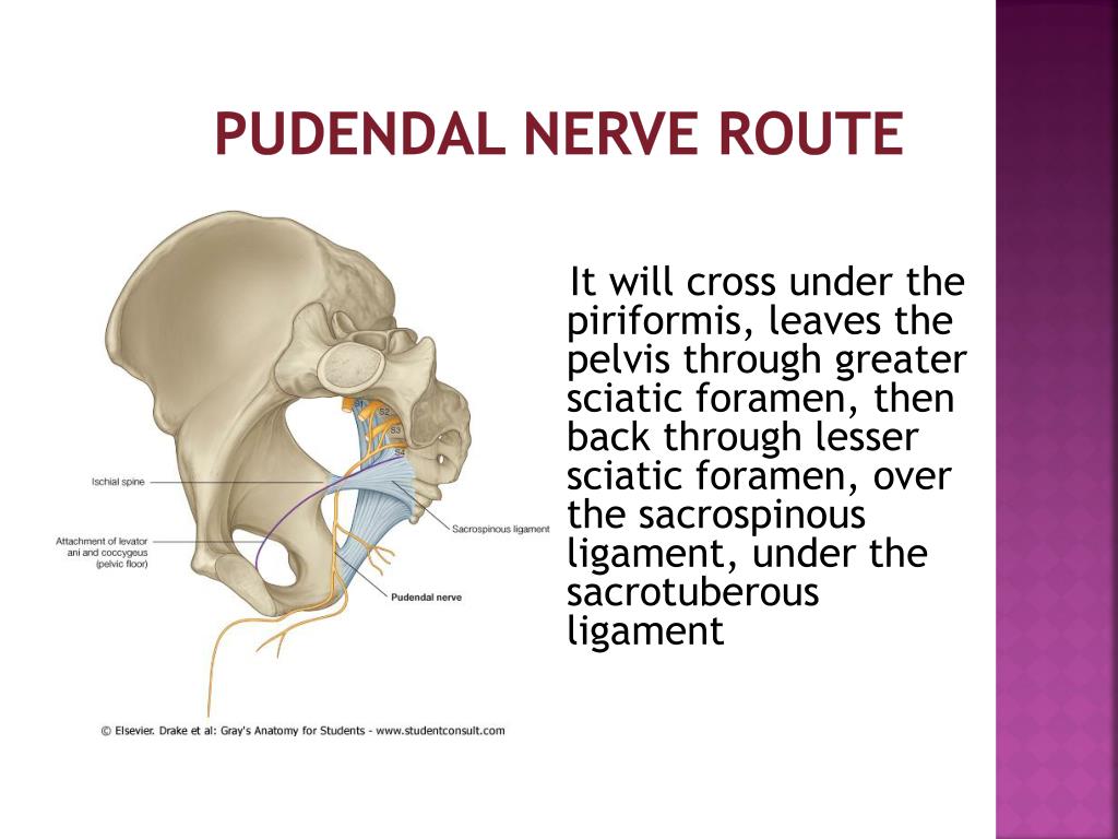 PPT - Welcome to the 11 th Meeting of Pelvic Floor Sexual Medicine ...