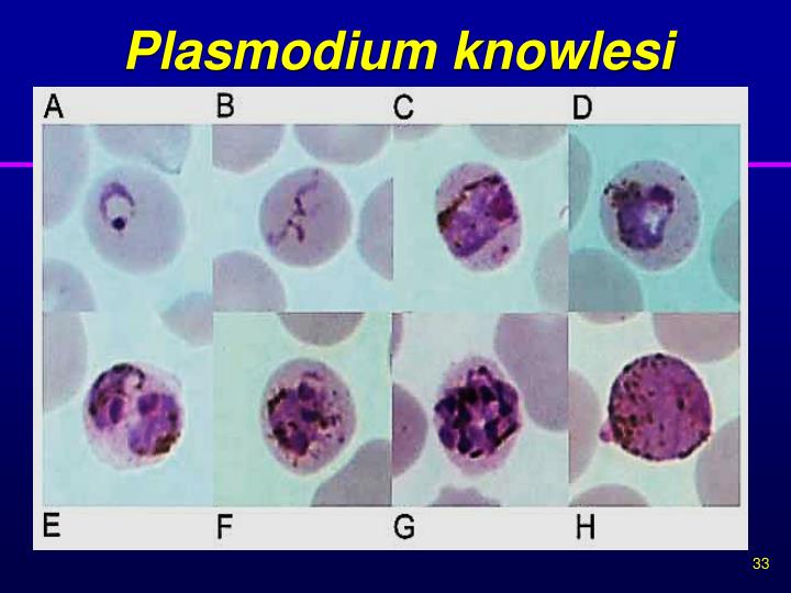 PPT - 2013 PARASITOLOGY WORKSHOP Lynnegarcia2@verizon.net PowerPoint ...